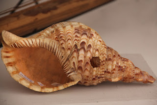 Widi pradityo: TEROMPET KERANG