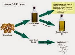 METHODS TO PRODUCE BIOPESTICIDES/INSECTIDES USING NEEM