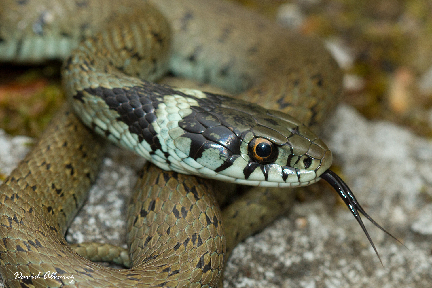 Naturaleza Cantábrica: Culebras de agua: perseguidas e inofensivas