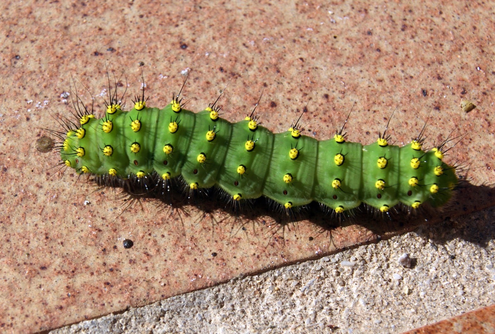 EL MUNDO DE YUYU: Oruga verde