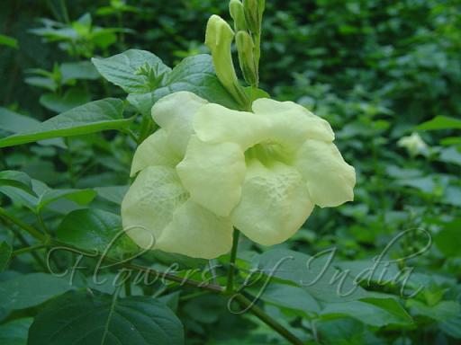 INDIAN FLOWERS: Ganges Primrose