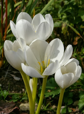 John Grimshaw's Garden Diary: Colchicum speciosum 'Album'
