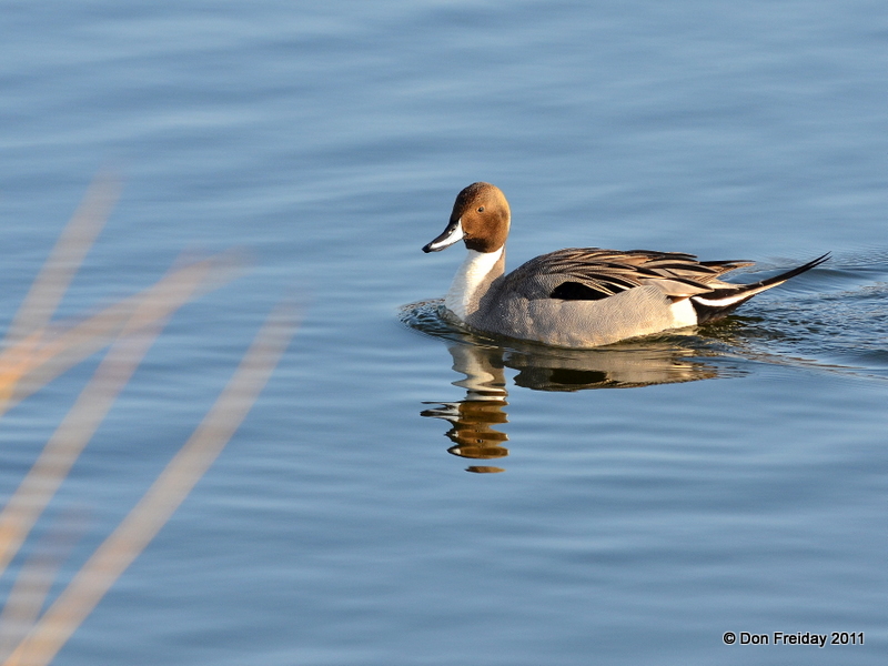 The Freiday Bird Blog: Pintails Drink Perrier (and Mallards Drink Bud)