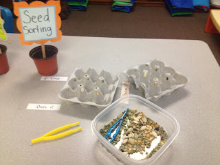 Scribbles and DIBELS: Pre-K lessons on seeds and plants