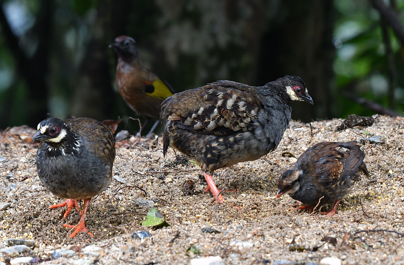 The Life Journey in Photography: Malaysian Partridge aka. Campbell's ...