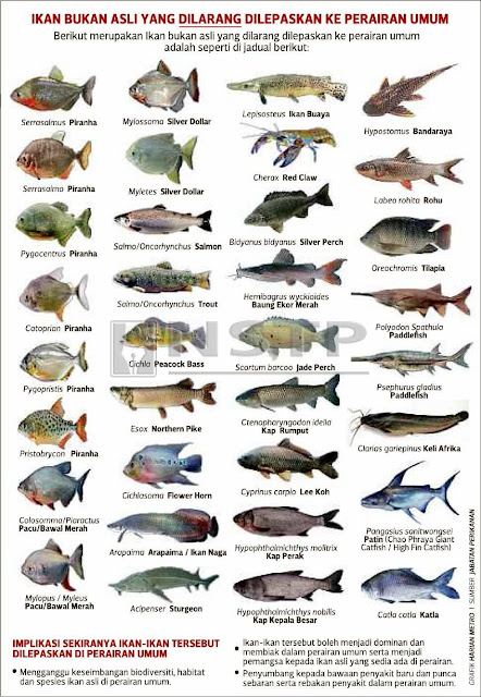 Ongzi's Lifelong Learning: Fishes of Malaysia