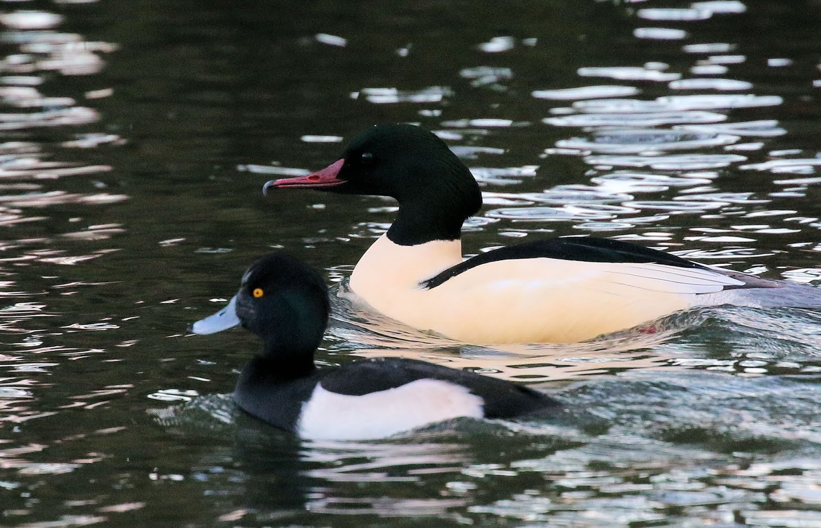 Birding with Flowers: A Shag in Hull's East Park