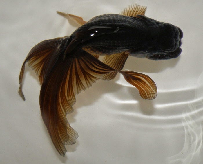 金魚&水族快訊Goldfish & Aquarium Messages: 鈴木黑龍(Suzuki Azuma-nishiki)