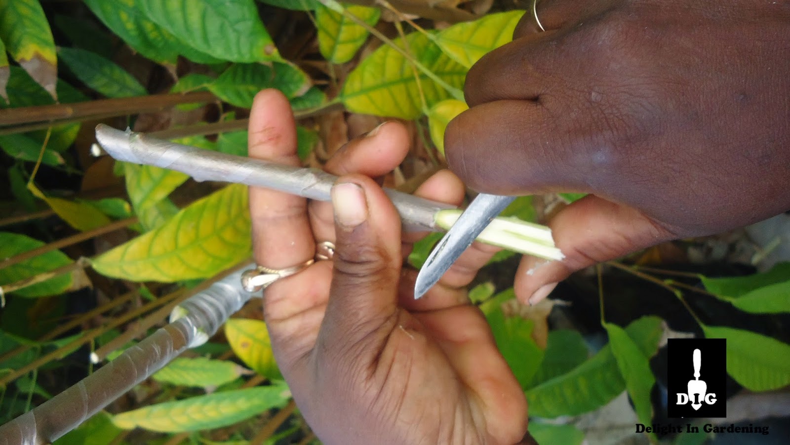 D.I.G THIS!!!: A Lesson in Grafting