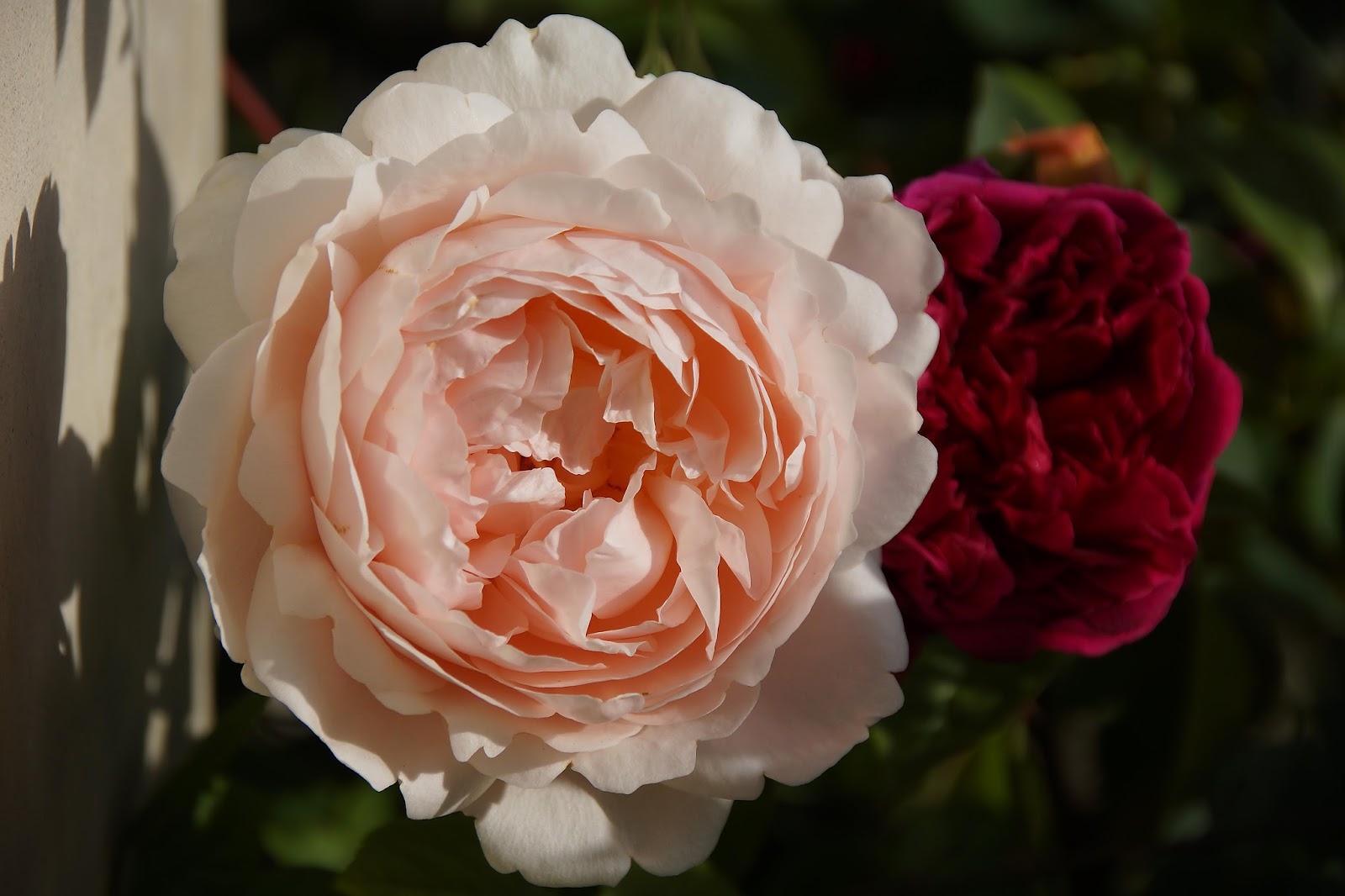 I'm Calling It: Peak Rose 2016