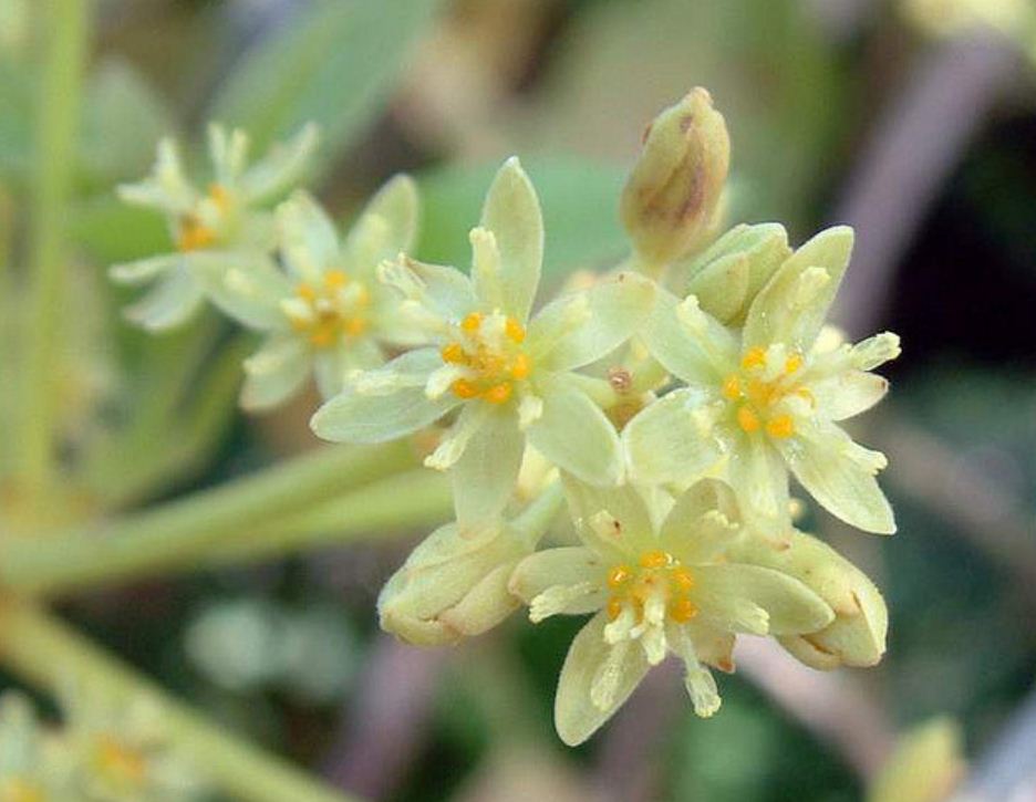 DIÁRIO COM A NATUREZA: 18 DE JULHO - ABACATEIRO - ABACATE - FRUTA ...