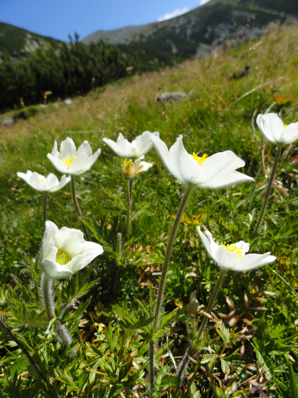 Frumusetile naturii: Dedițel alb (Pulsatilla alba)