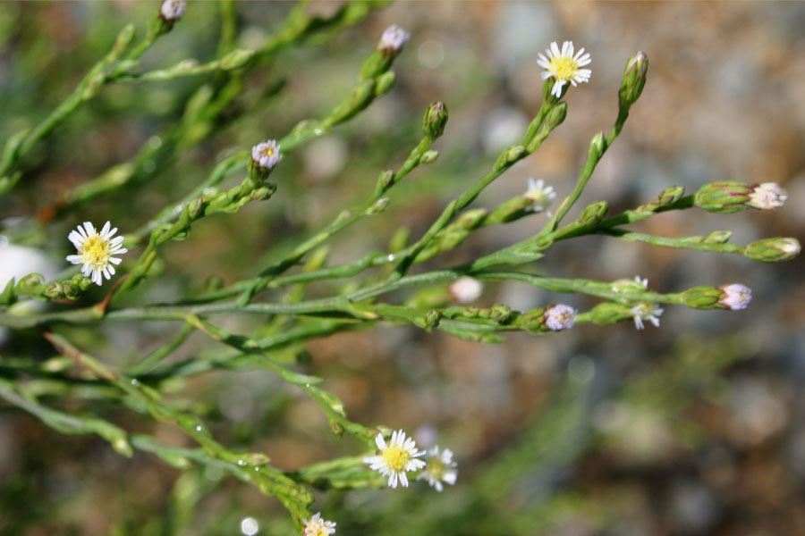 PLANT FAMILIES OF PUERTO RICO AND FLORIDA PAPO VIVES: ASTEREACEAE TRIBU ...