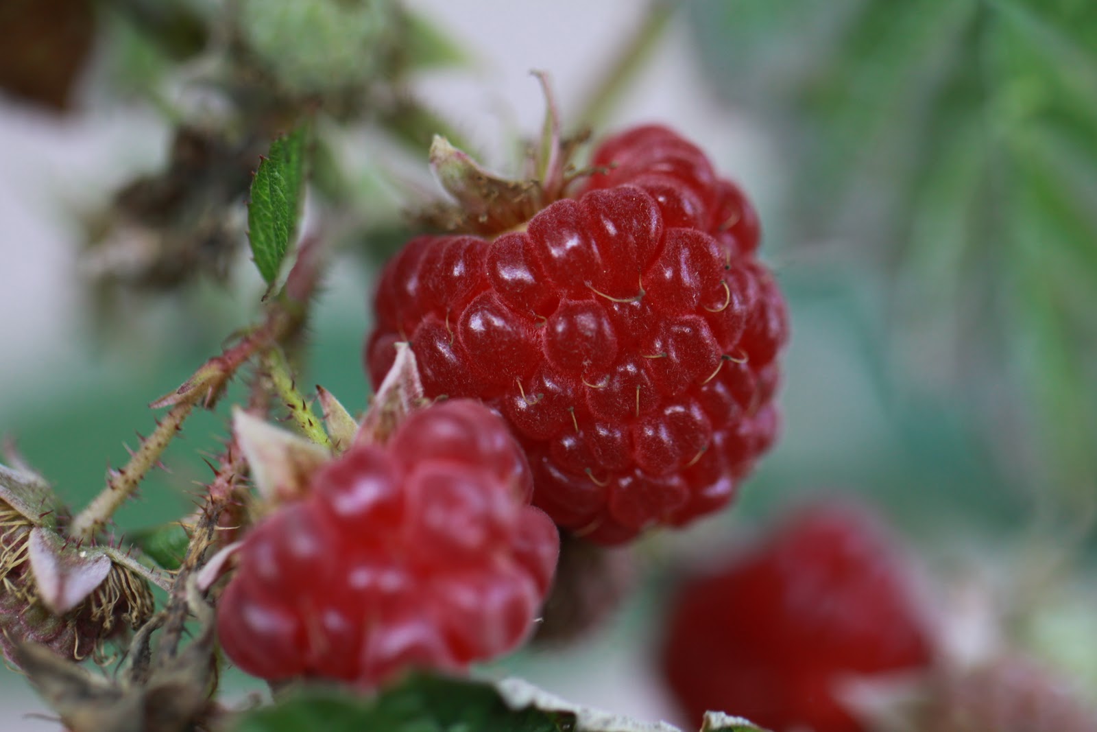 Russian River Raspberries