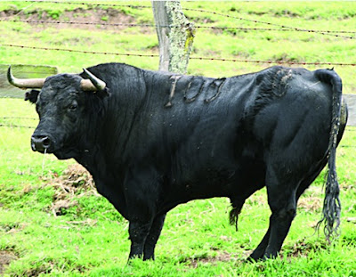 TORO PRENSA PERU: un toro colombiano de ACHURY VIEJO para ACHO