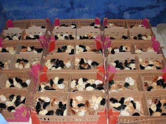 Tips Memilih Bibit Ayam Kampung Pedaging | Ayam Kampung Pro