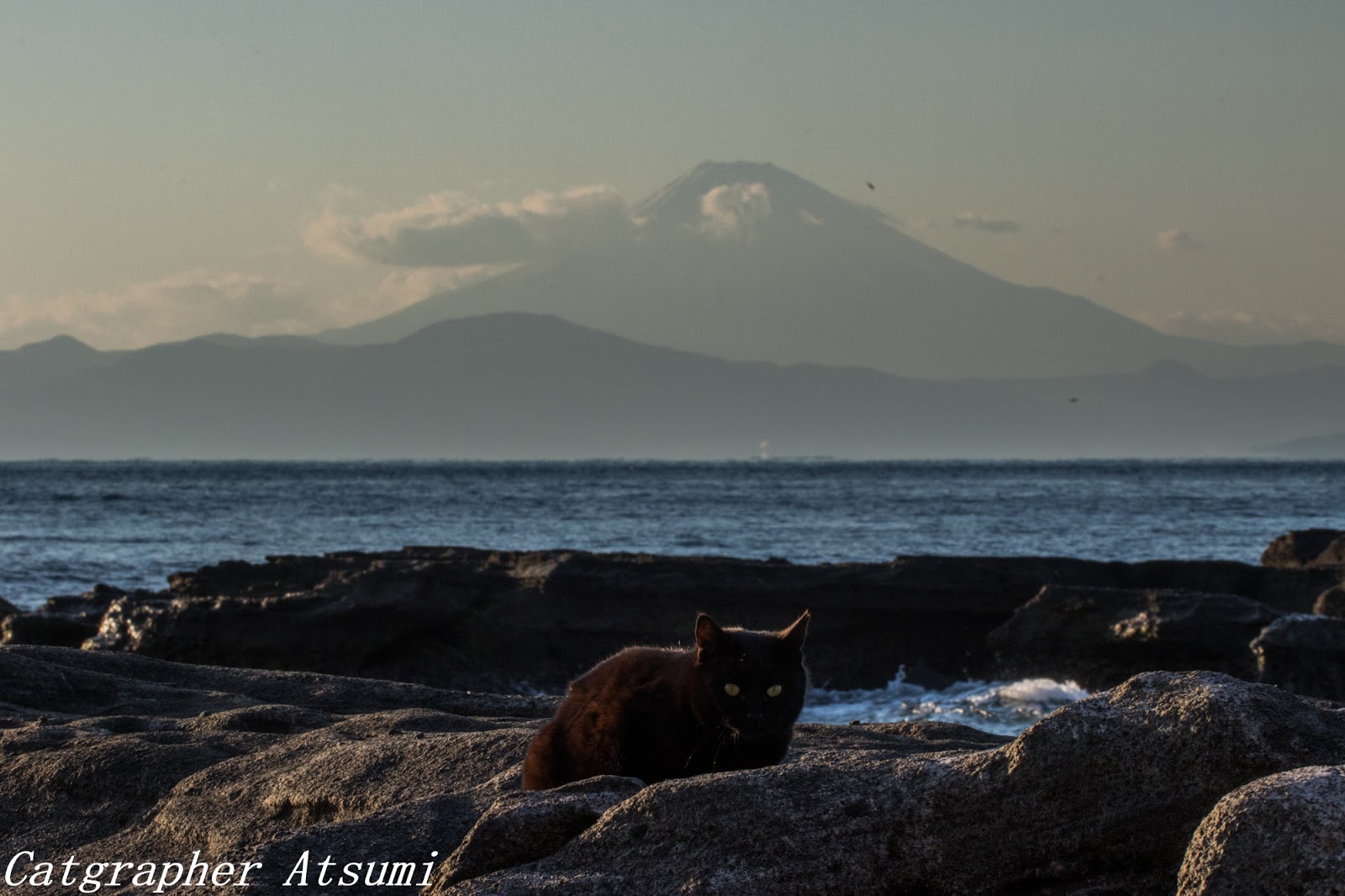 Innovative Cat Photographers Group: そうです。私が富士山猫です。（That's right. I am a ...