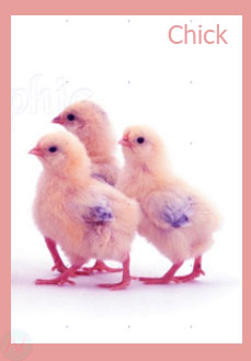 Domestic Animals Name Meaning & Image | Necessary Vocabulary ...