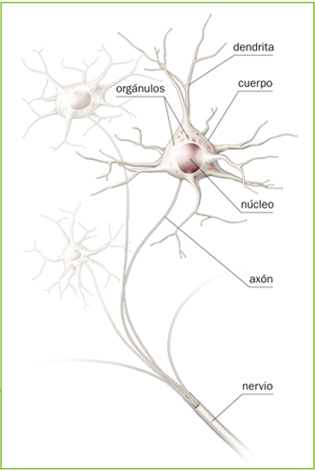 El blog de María: CUESTIONES SOBRE: El sistema nervioso