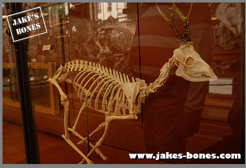 Some great books on bone collecting : Jake's Bones