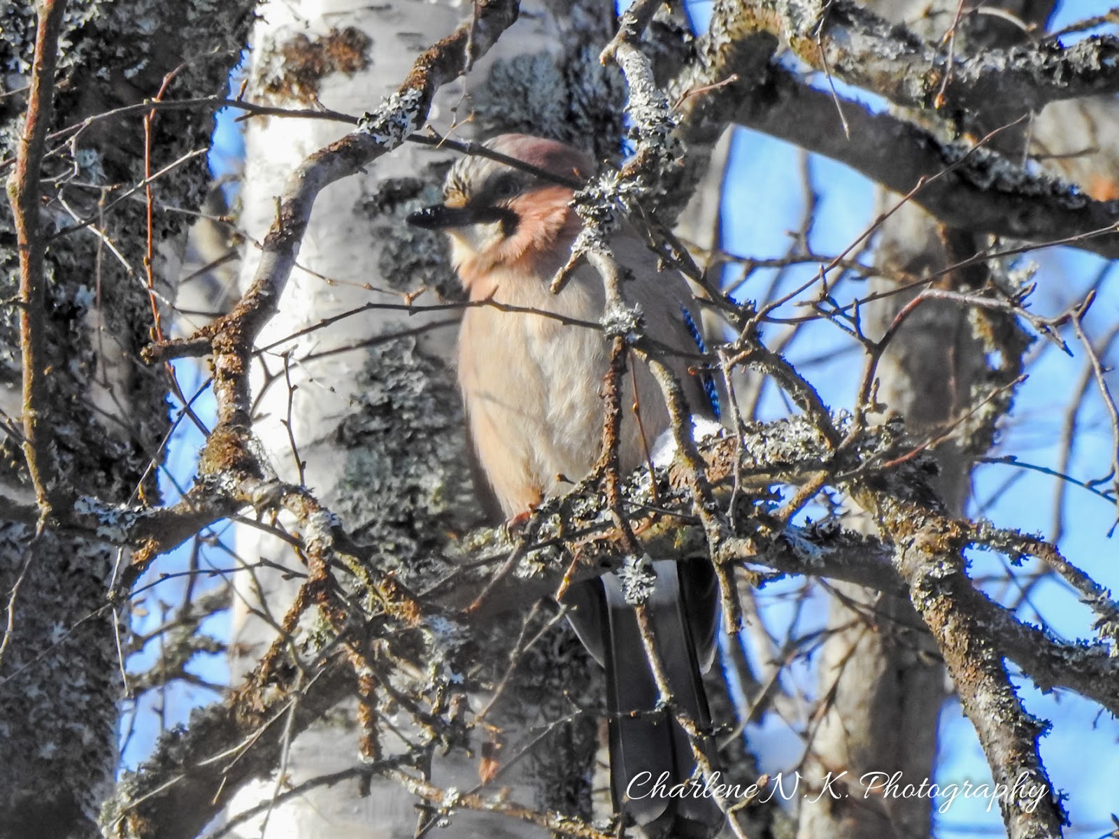 In Quest of a Scarce Bird |Blissful Solitary Wanderings