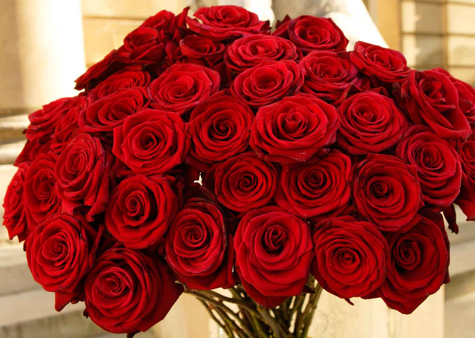 Roses For Valentines Day Buy Roses Online Happy Valentines Day 2023 Roses For Valentines Day Buy Roses Online Happy Valentines Day 2023