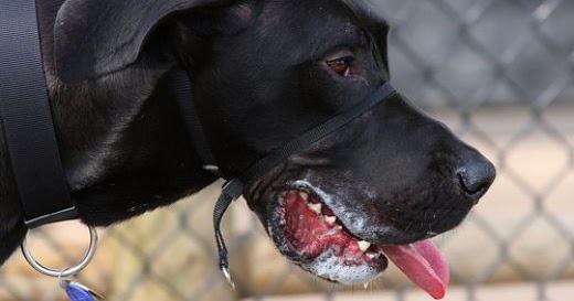 dog foaming at the mouth ~ Animal News