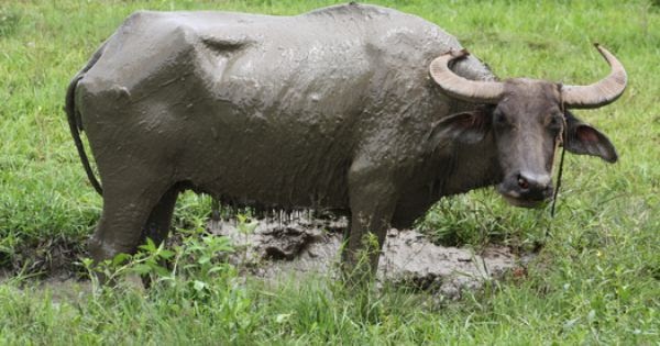 Native Animals From The Philippines: Water Buffalo (Carabao)