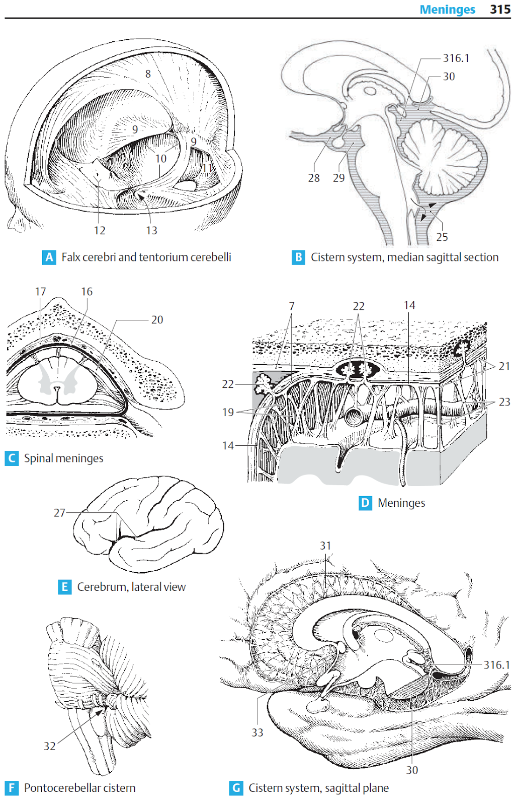 Meninges