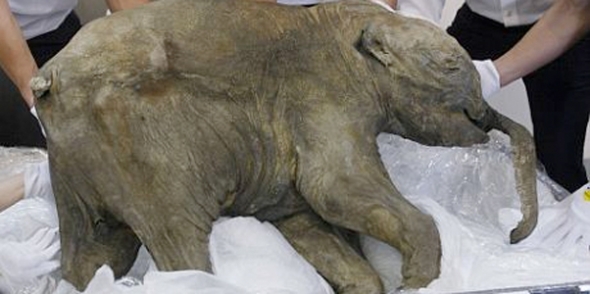 Ciencia: Descubren el mamut más pequeño jamás visto en la isla de Creta