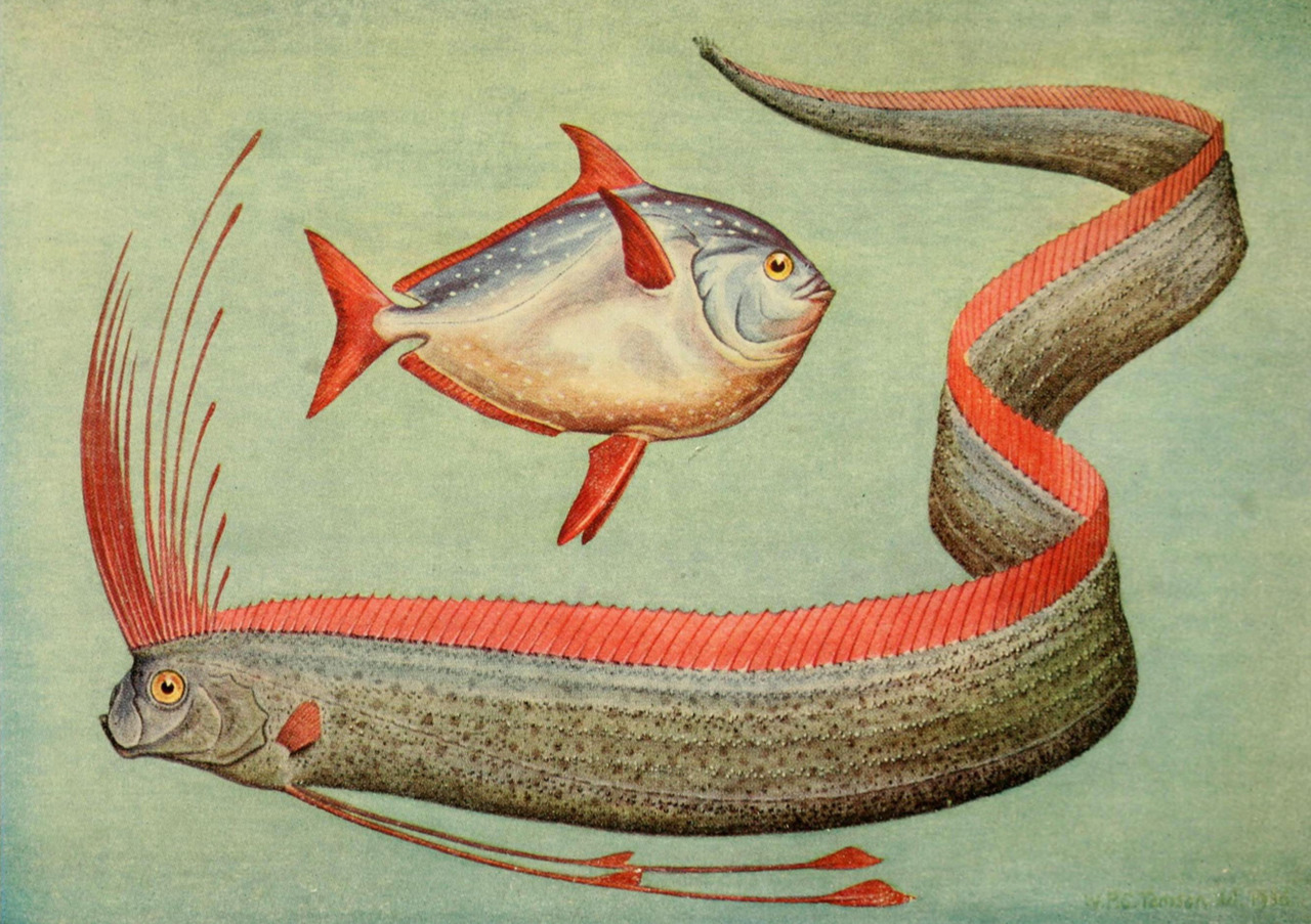 Oarfish - Fishes