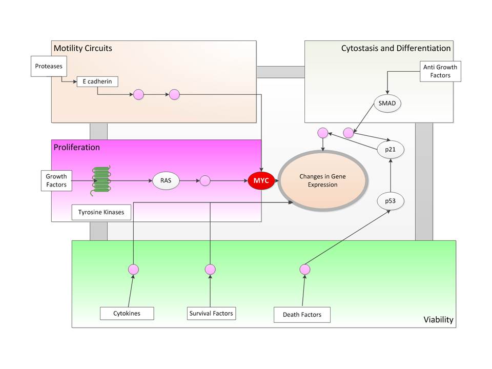 The Squirrel's Nest: c-Myc, Systems Models, and Calibration