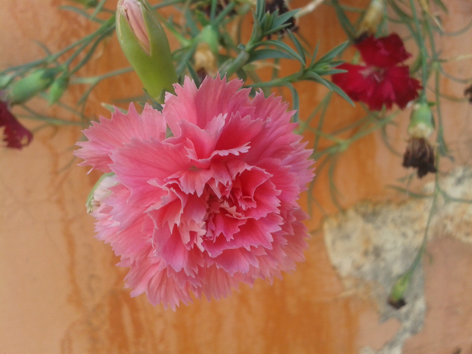 De Tudo Um Pouco!: Outras cores de cravos