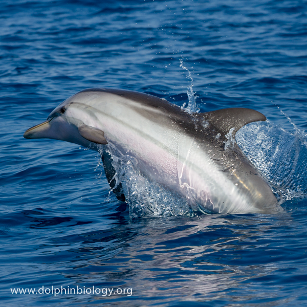 Dolphin Biology and Conservation: One dolphin