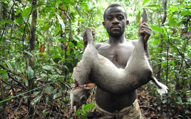 Okapi Wildlife Reserve Democratic Republic of the Congo | The World Travel