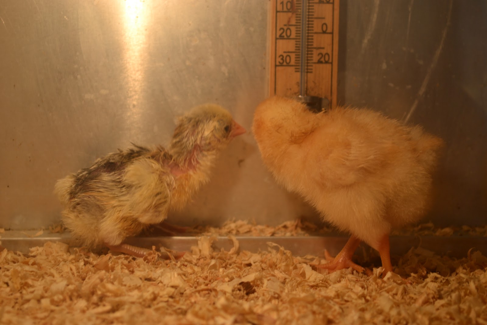 French Blue and Peachy Pink: A Chicken Goes To A Tea Party.....My ...