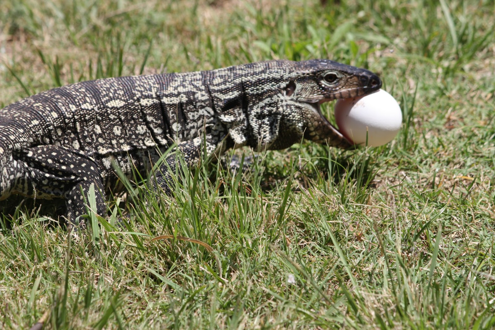 UNA FOTO - UNA HISTORIA: LAGARTO OVERO