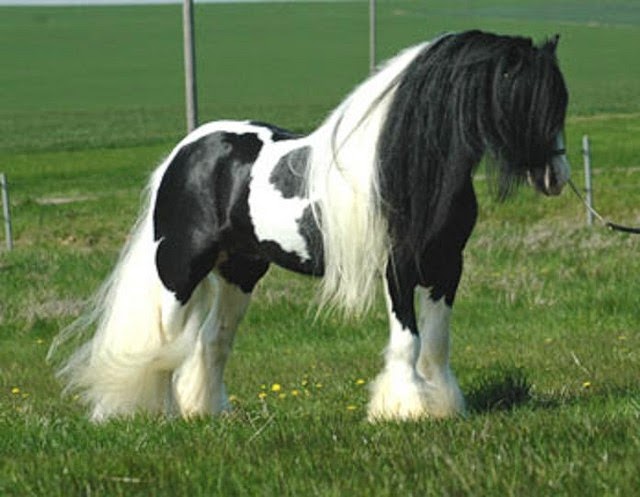 Mi Blog Monster High: Qué es un poni?