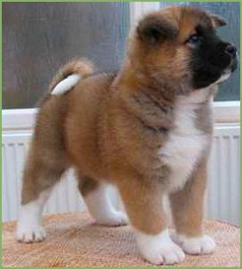 Raza de Perro Akita | Blog Perro