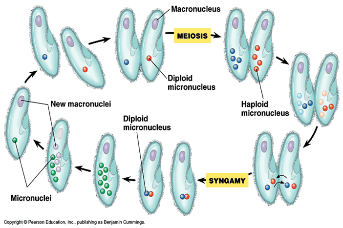 Kingdom Protista | Bukan Sekedar Materi