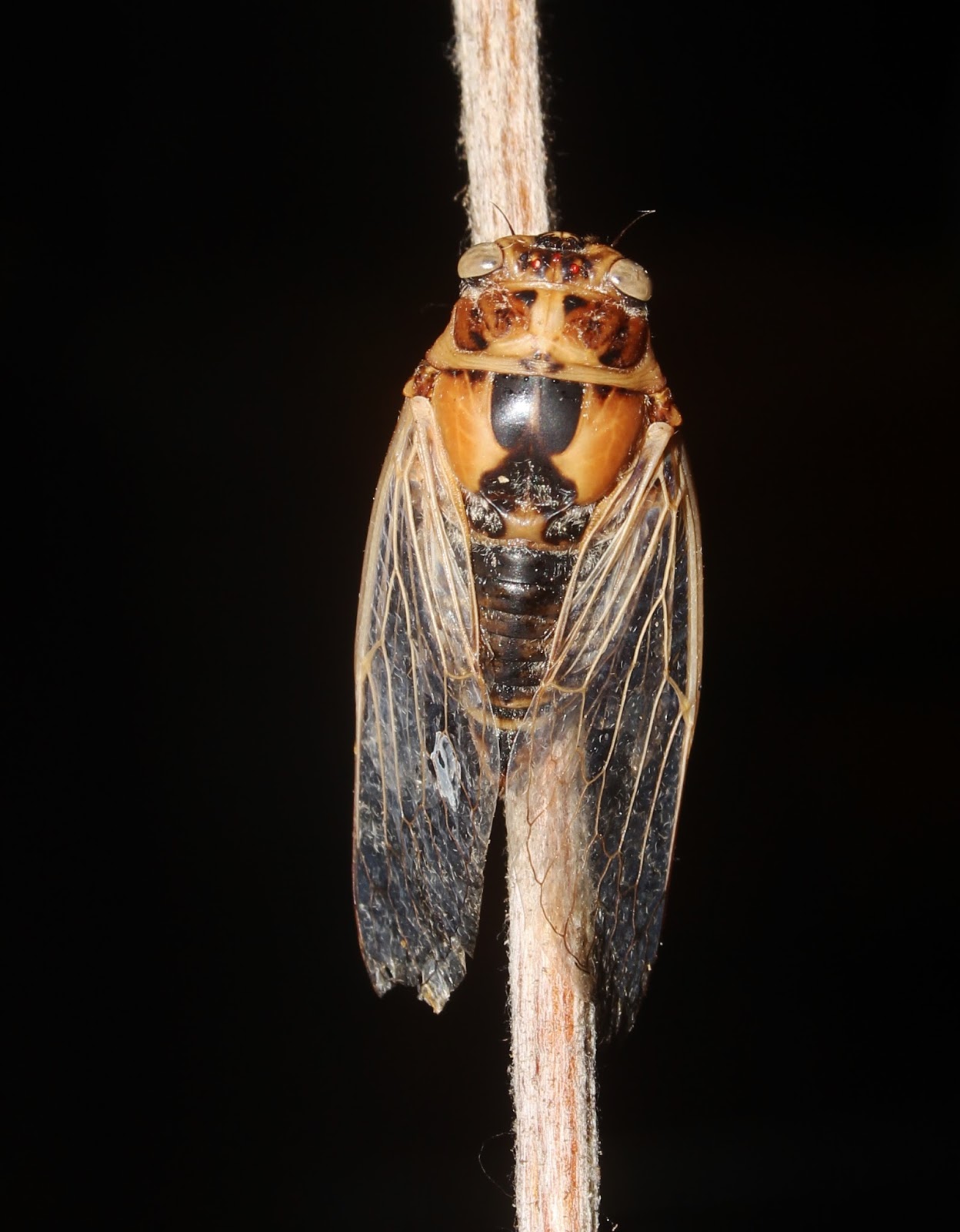 Biodiversity of Cyprus by NGO Protection of the Natural Heritage and ...