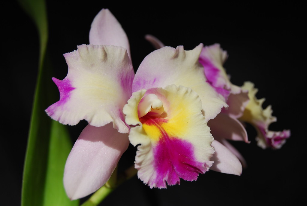 Rhyncattleanthe Momilani Rainbow care and culture | Travaldo's blog