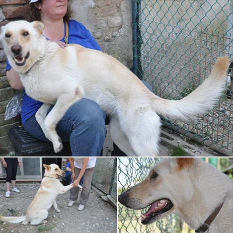Ohana Dog blog: Cane femmina di tre anni in adozione Firenze