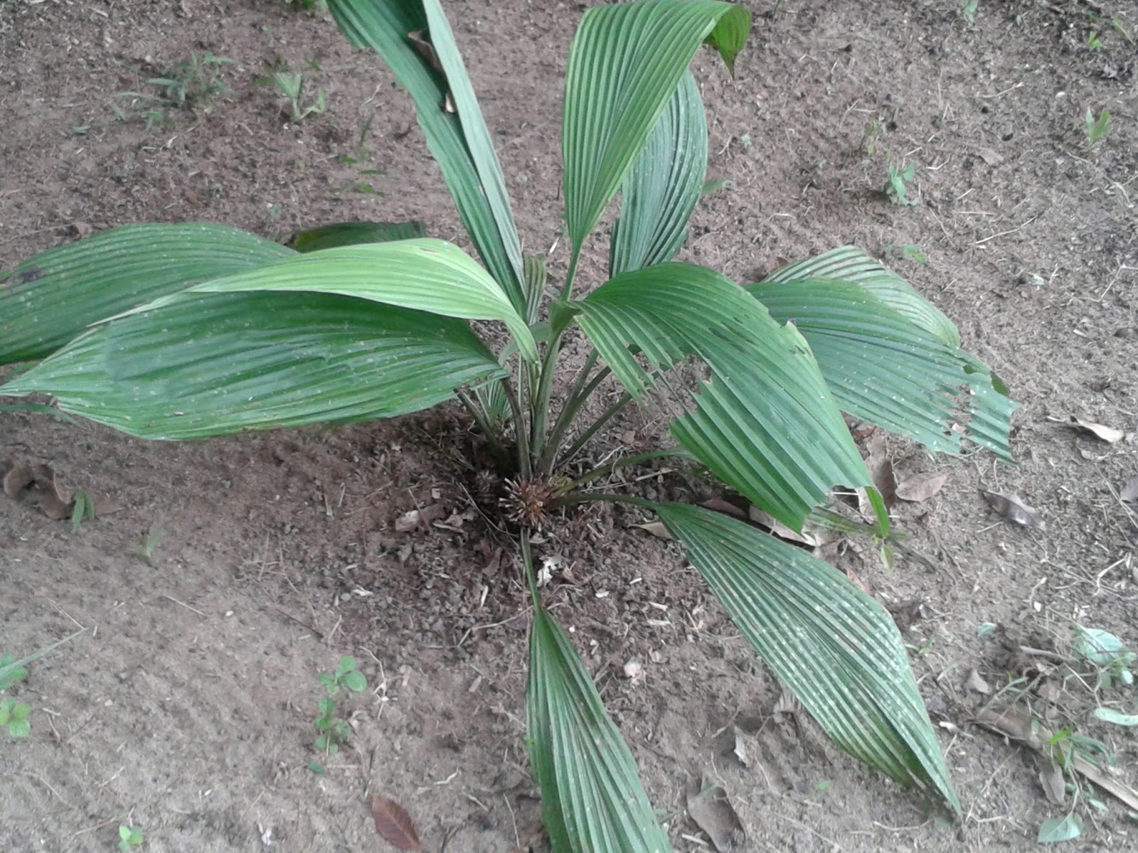 Md. Asrul Arman: Pokok Lemba