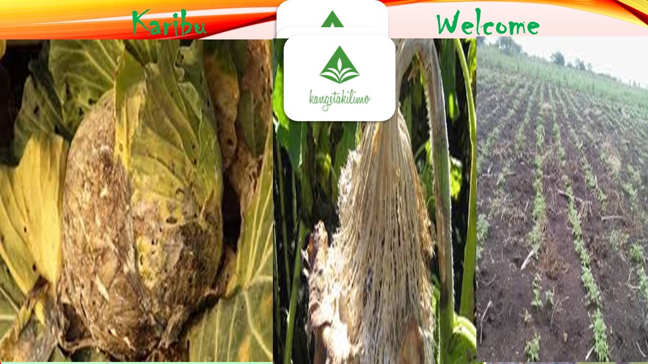 Kangetakilimo: KILIMO BORA CHA KABICHI NA KANGETAKILIMO