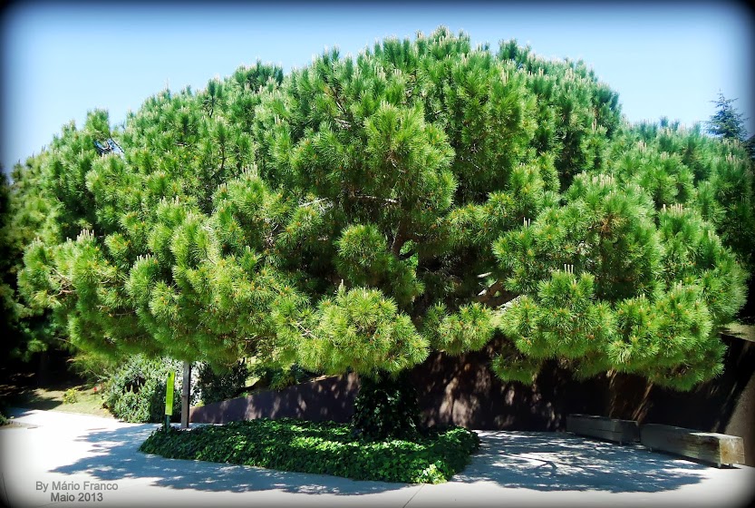 Meu Cantinho Verde: PINHEIRO-MANSO, PINHEIRO-GUARDA-CHUVA - ( Pinus pinea )