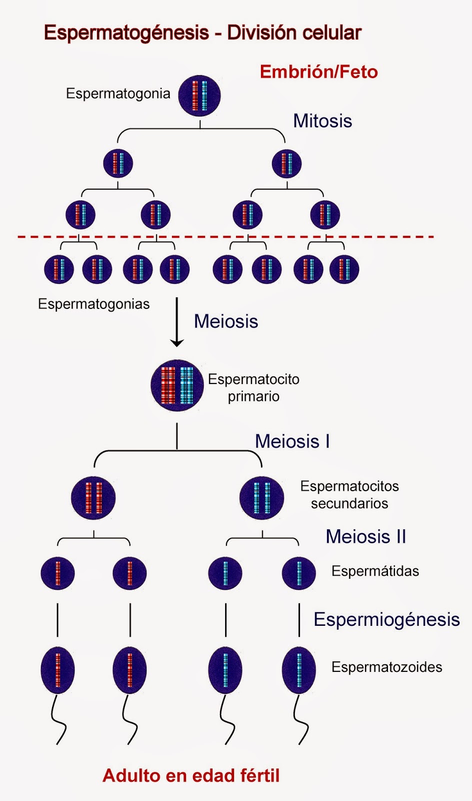 Hormonas : La fábrica de espermatozoides (espermatogénesis)
