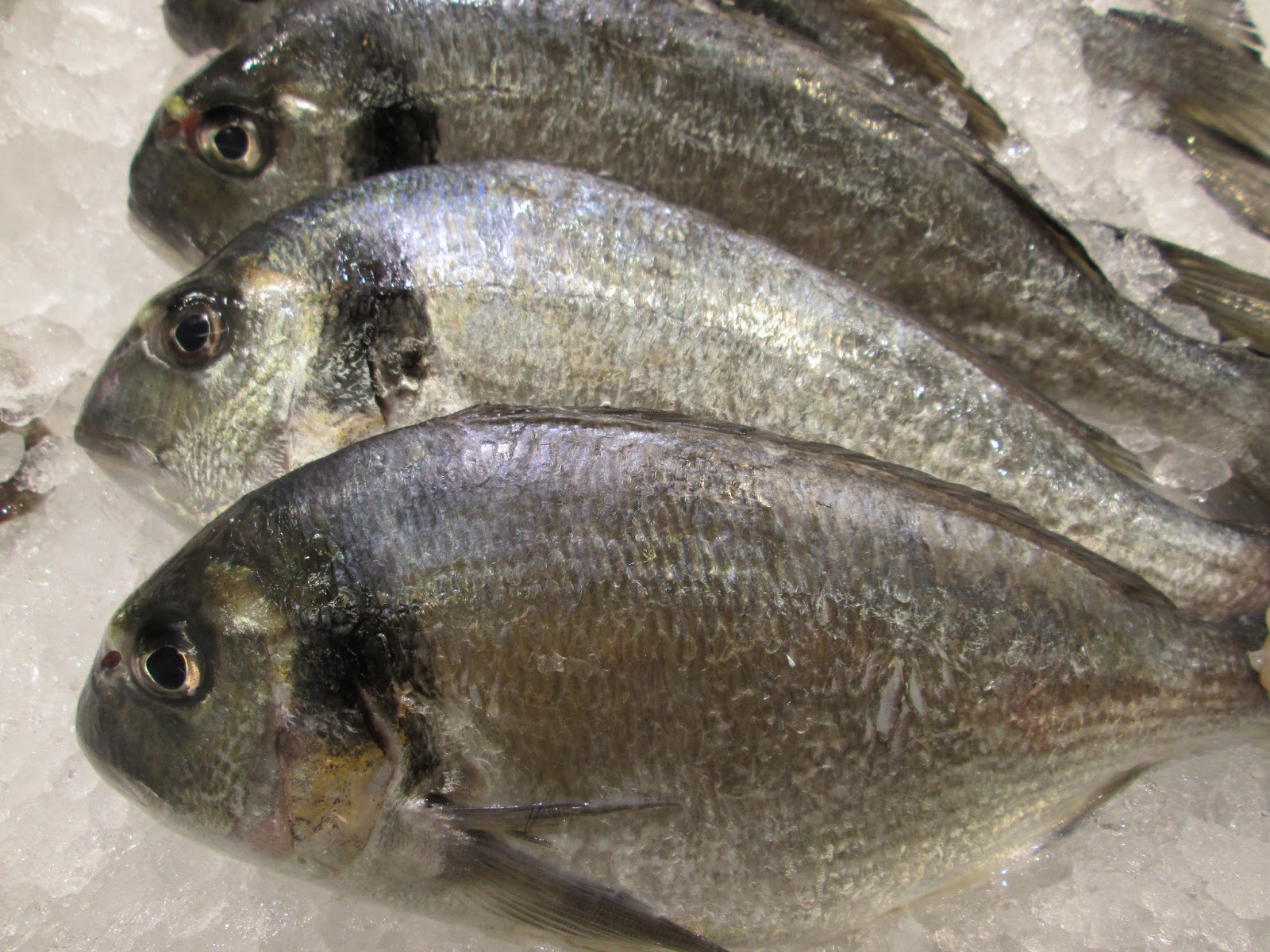 Planet curiosities: La dorada, Sparus aurata