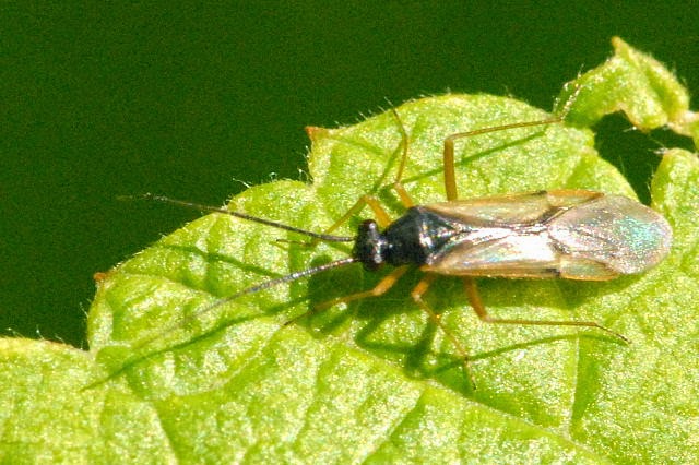 One species a day: European plant bug