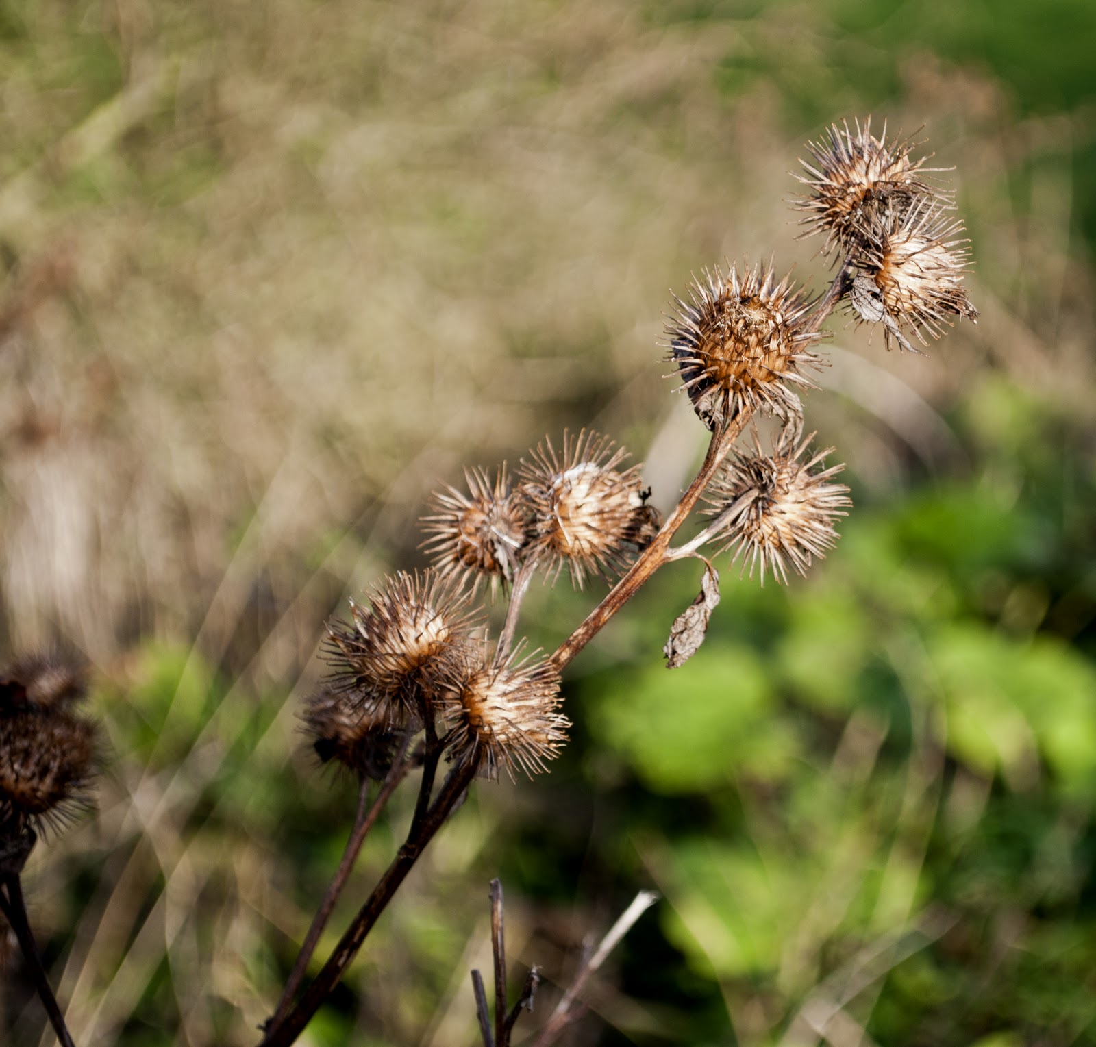 Wigtwizzle - Norman Smith's Travel Blog.: Skipton